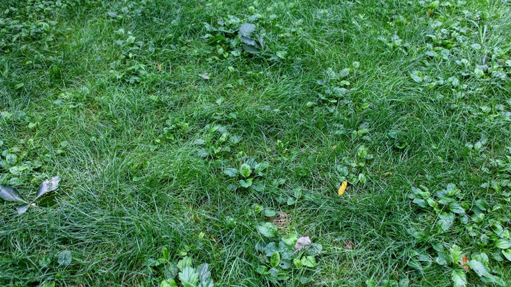 Battling Weeds In Your Lawn?
