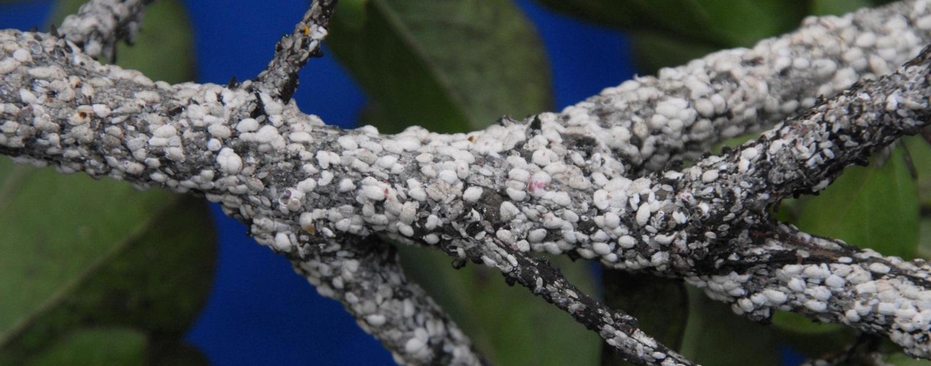 bark-scale - America's Best Lawncare